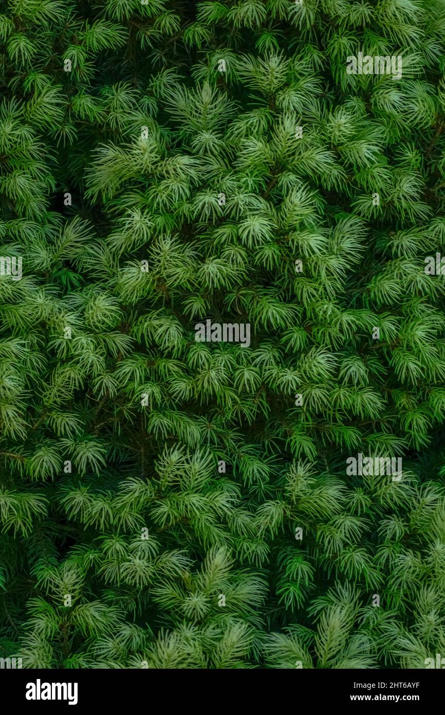 Needles texture of Alberta spruce Maingold - Picea glauca, green ...