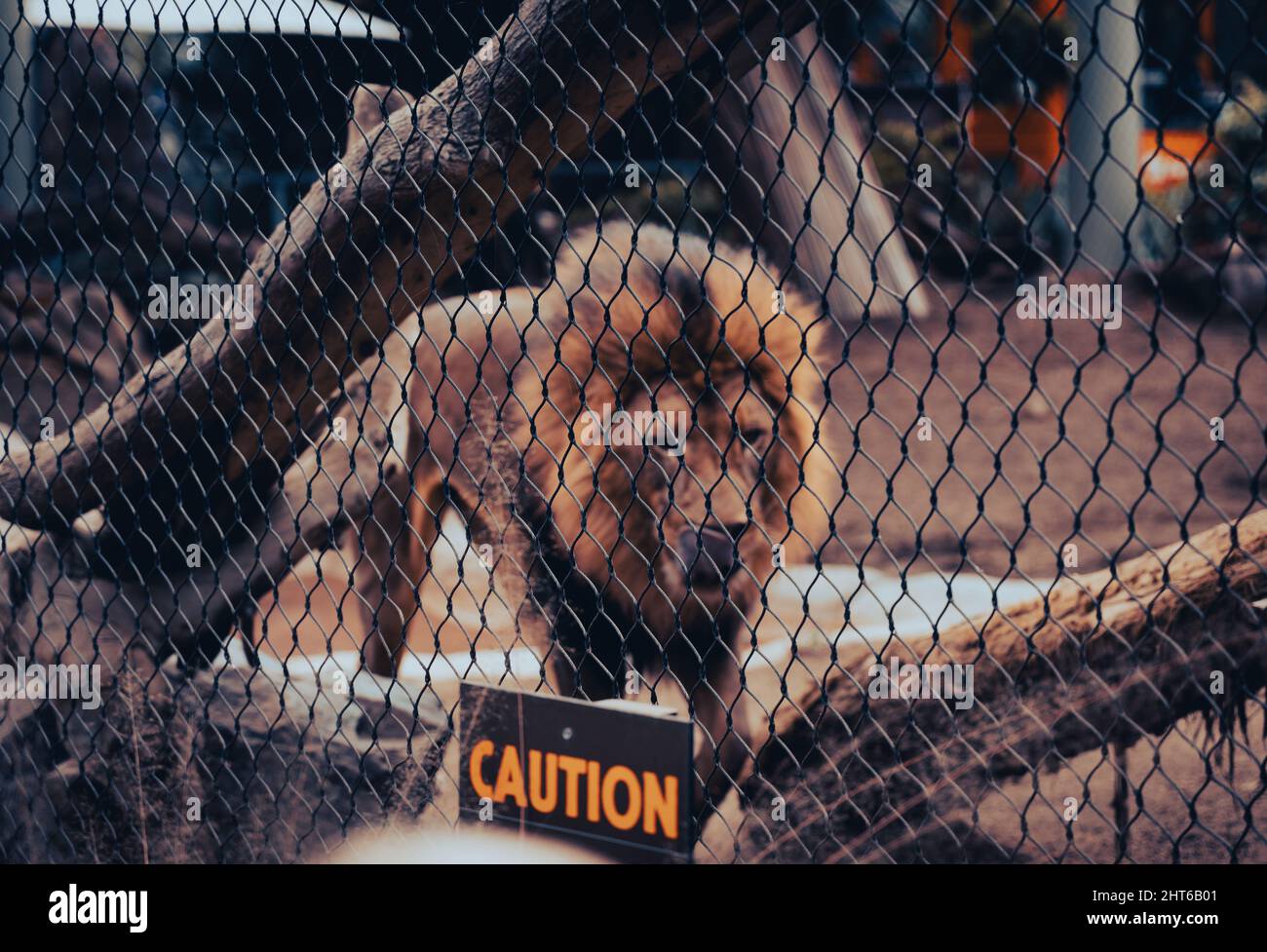 Male lion caged up at the zoo with a sad expression Stock Photo - Alamy