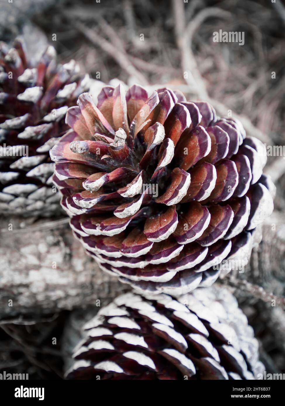 Pinus radiata new zealand hi-res stock photography and images - Alamy