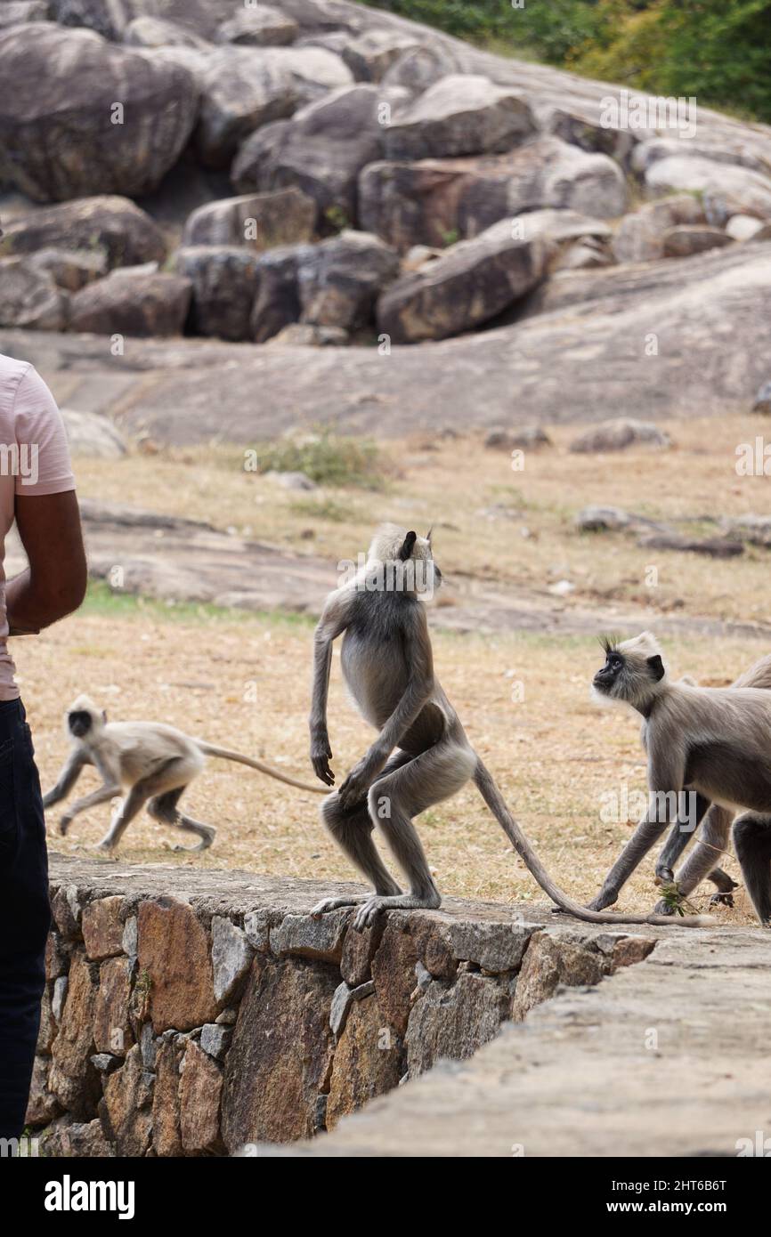 Macaque animal wildlife hi-res stock photography and images - Alamy