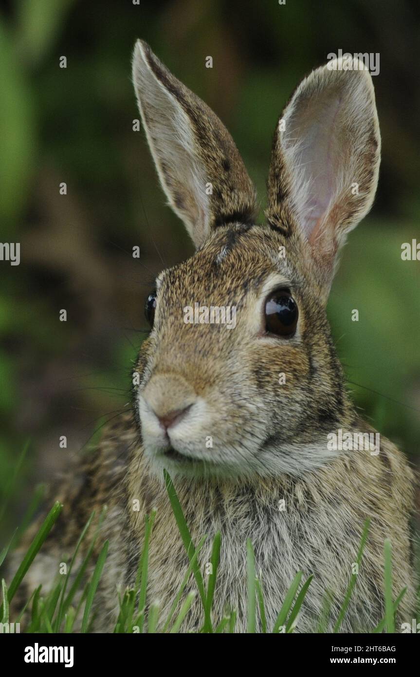 Missouri easter hi-res stock photography and images - Alamy