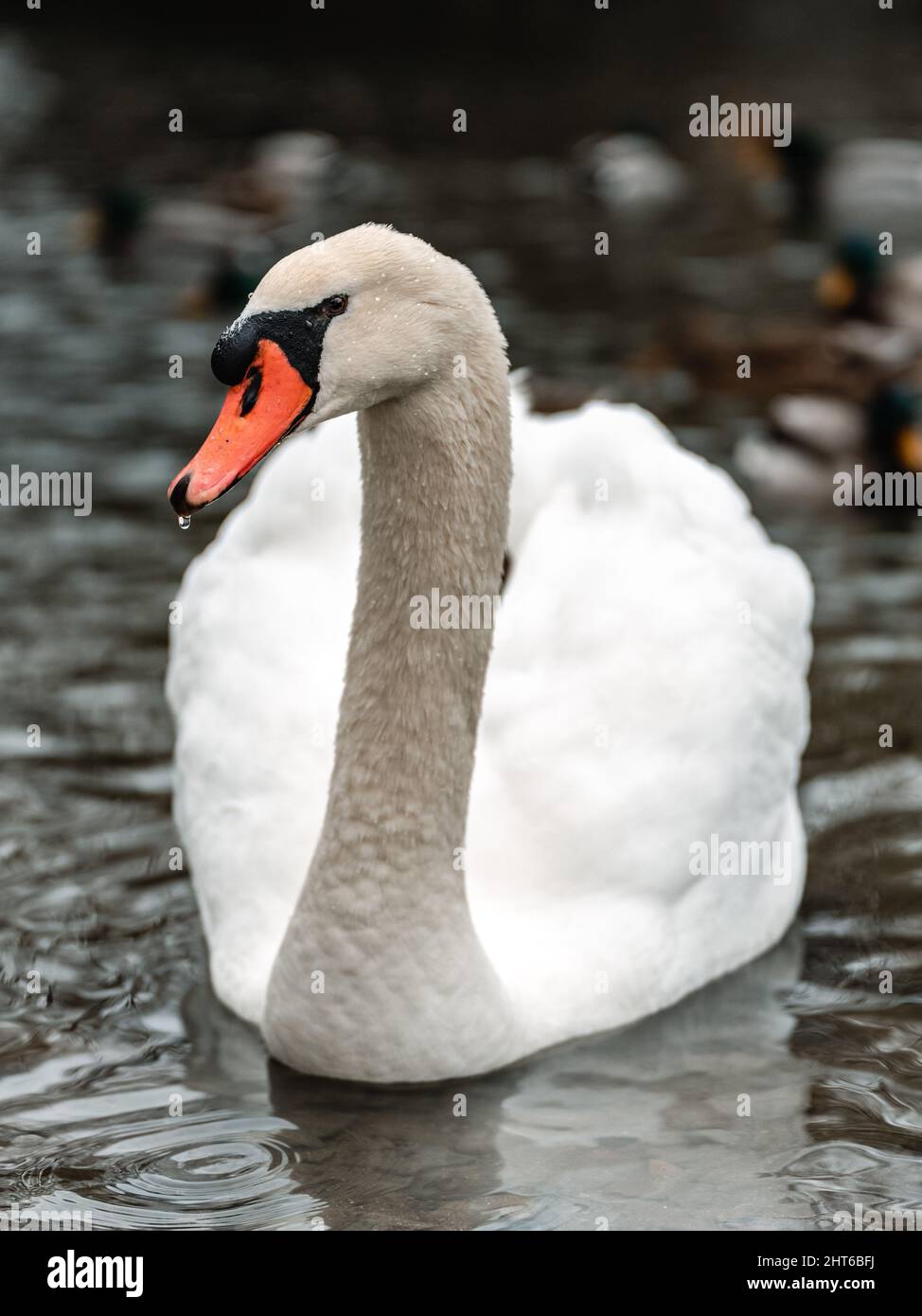 Sad swan hi-res stock photography and images - Alamy
