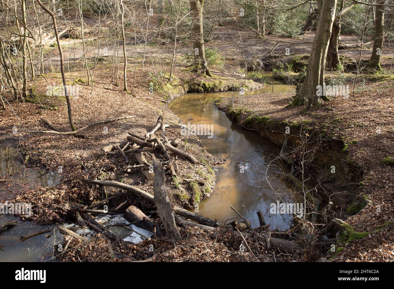 Erosion roots hi-res stock photography and images - Alamy