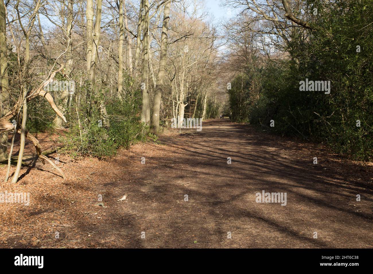 Epping Forest Essex England UK Stock Photo - Alamy