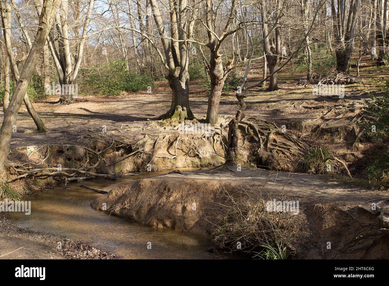 Brook new forest uk winter hi-res stock photography and images - Alamy