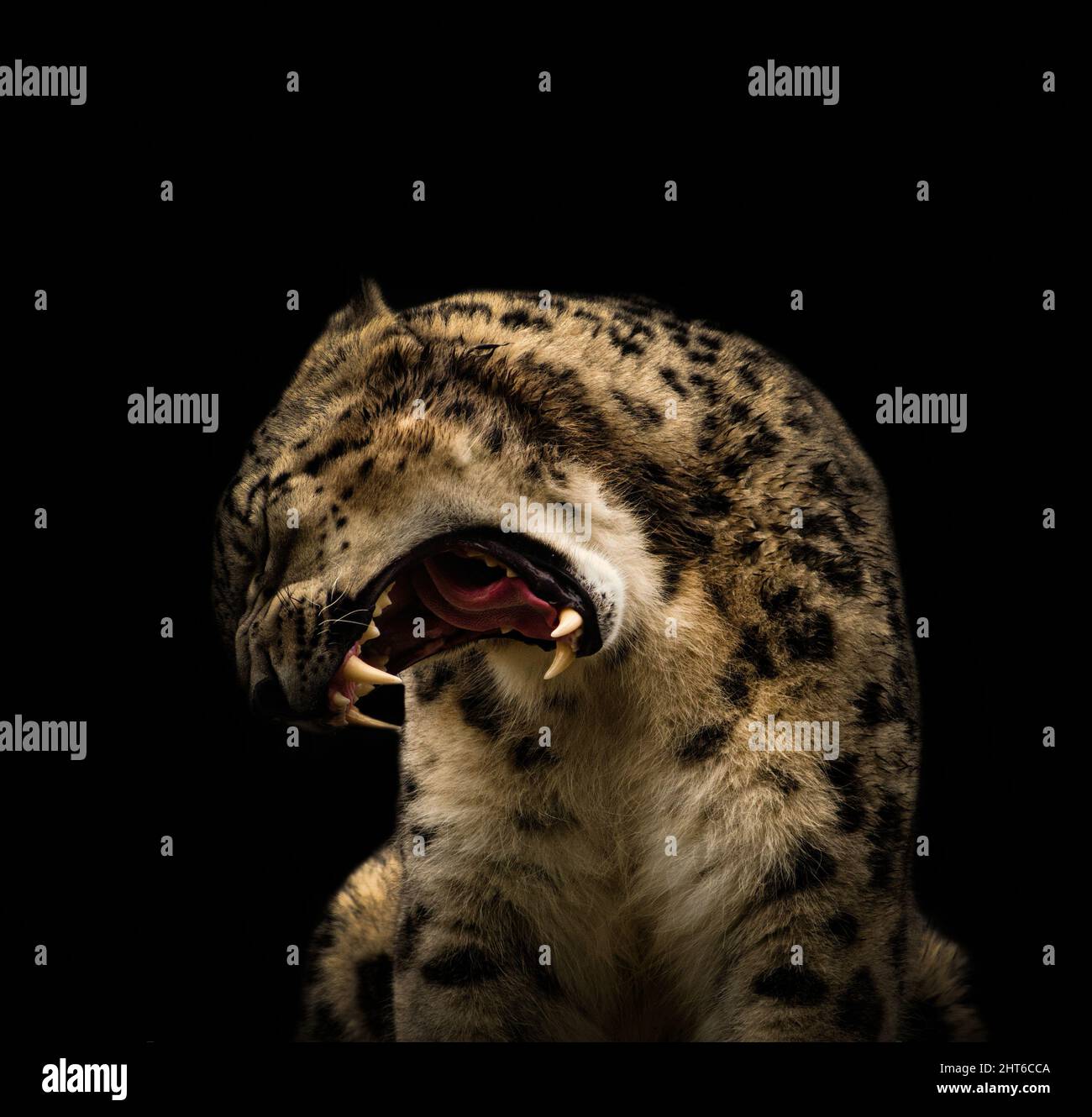 Vertical closeup of the yawning snow leopard isolated on black ...