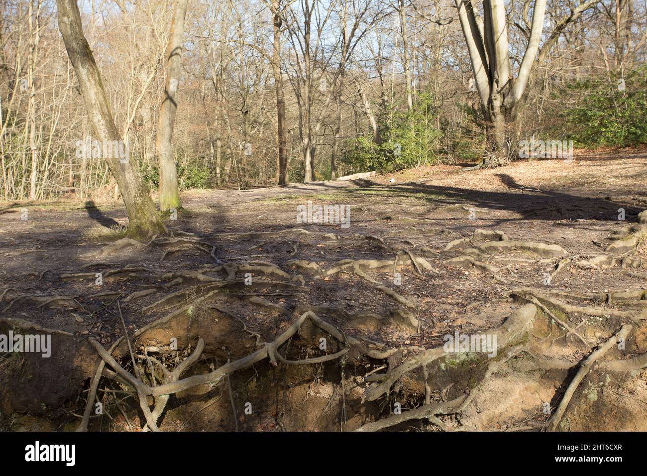 Loughton Brook Epping Forest Essex England UK Stock Photo - Alamy