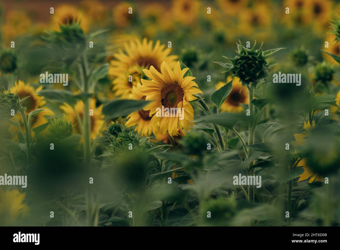 Photo of sunflowers in nature Stock Photo - Alamy