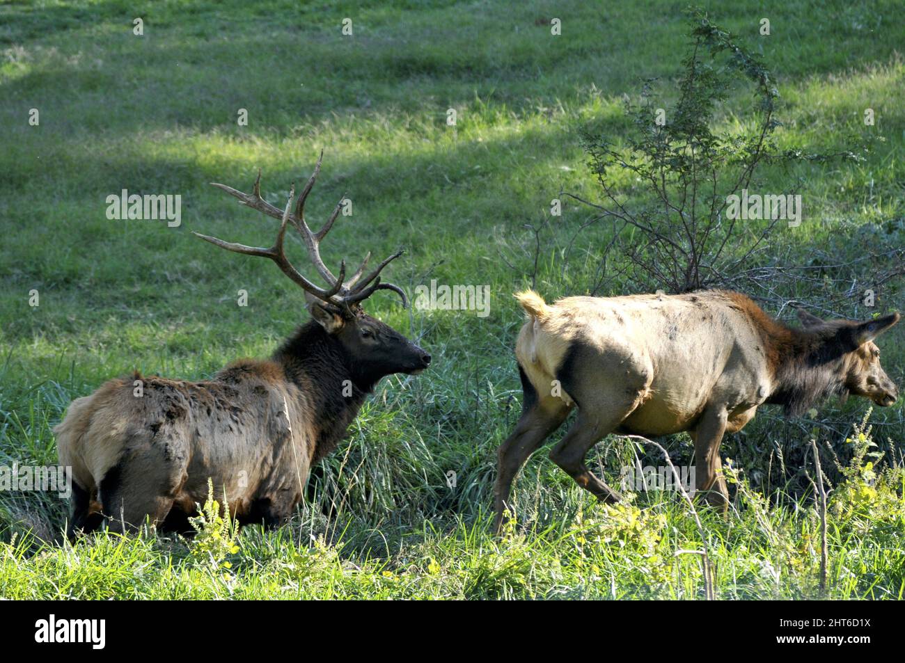 Bull elk chasing a cow female elk during the rut mating season in ...