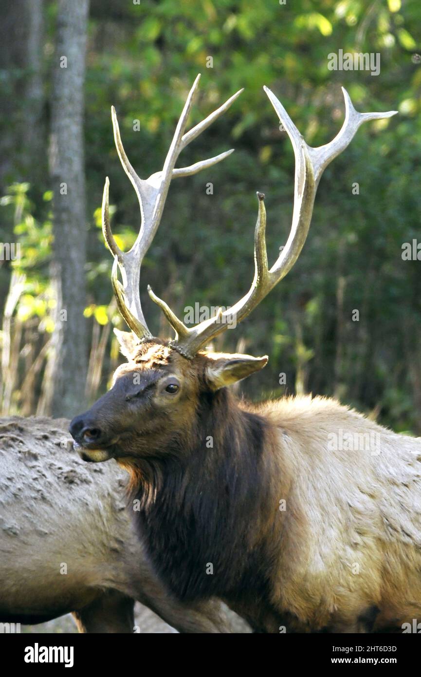 Bull elk during the rut mating season in Missour Stock Photo - Alamy