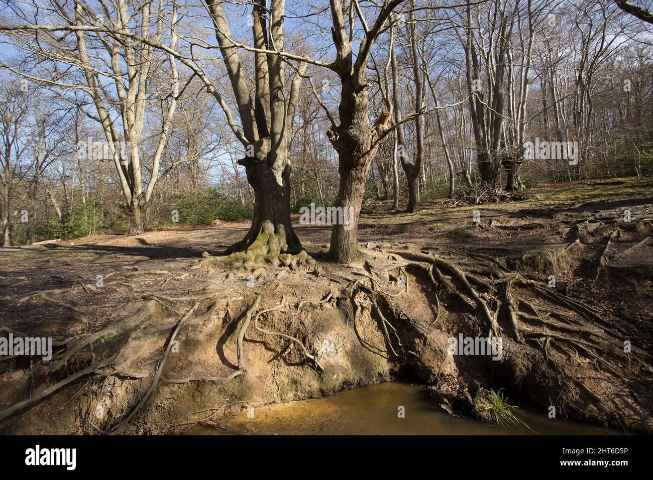 Brook new forest uk winter hi-res stock photography and images - Alamy