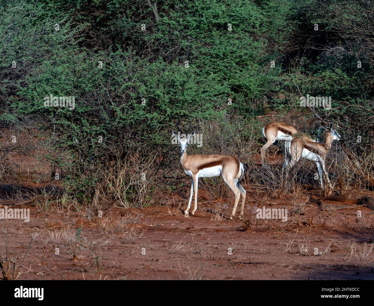 Closeup of a beautiful Springbok Stock Photo - Alamy