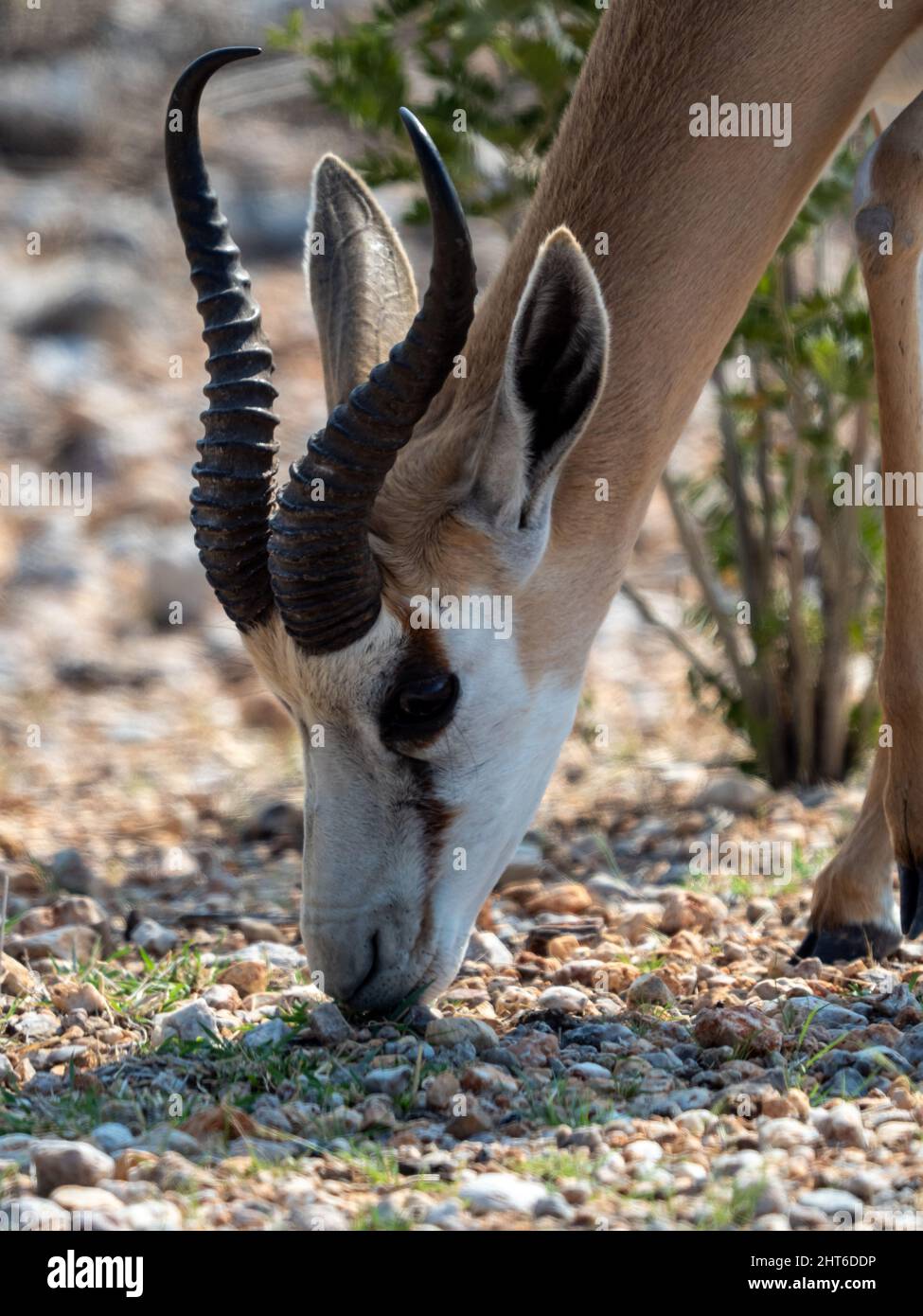 Closeup of a beautiful Springbok Stock Photo - Alamy