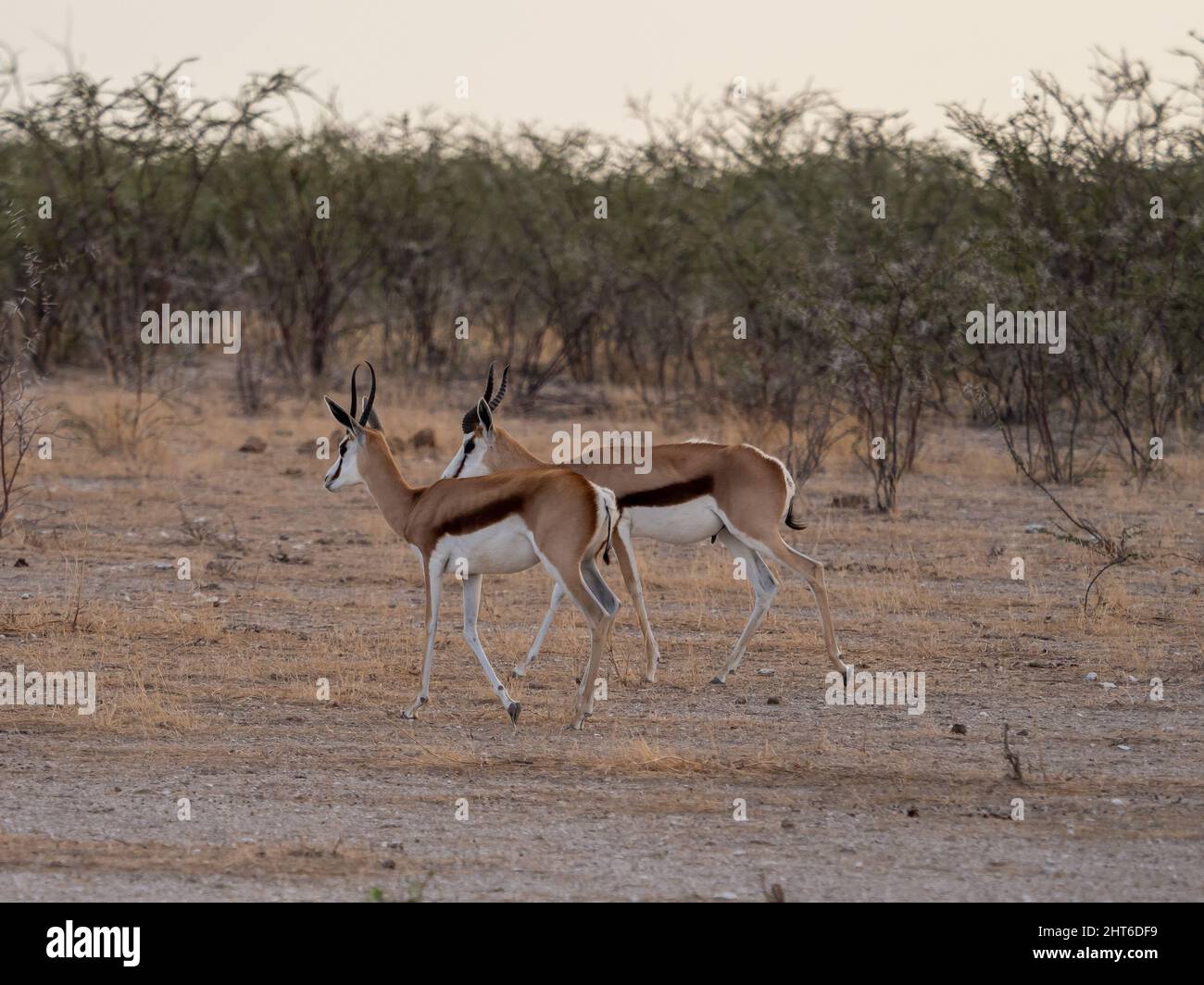 Closeup of a beautiful pair of Springboks Stock Photo - Alamy