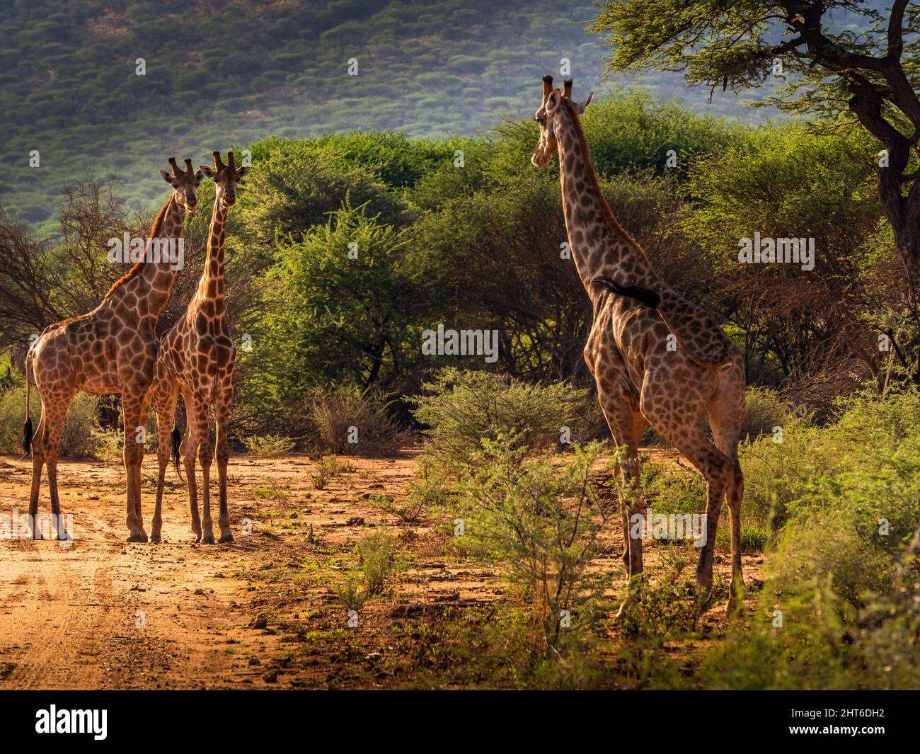Summer giraffe hi-res stock photography and images - Alamy