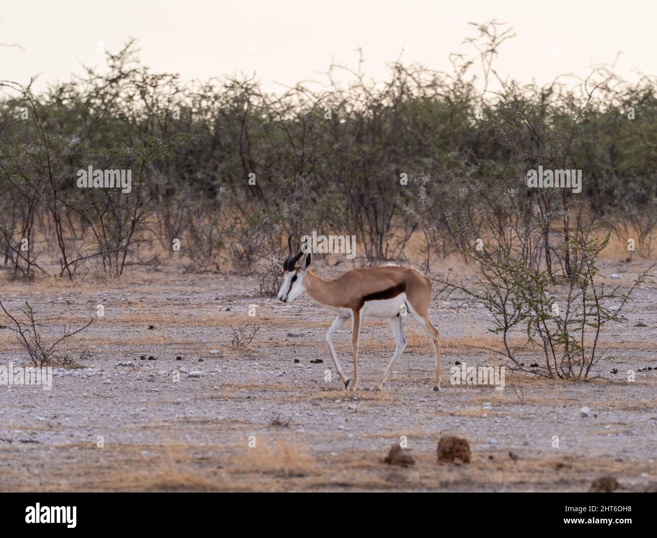 Closeup of a beautiful Springbok Stock Photo - Alamy
