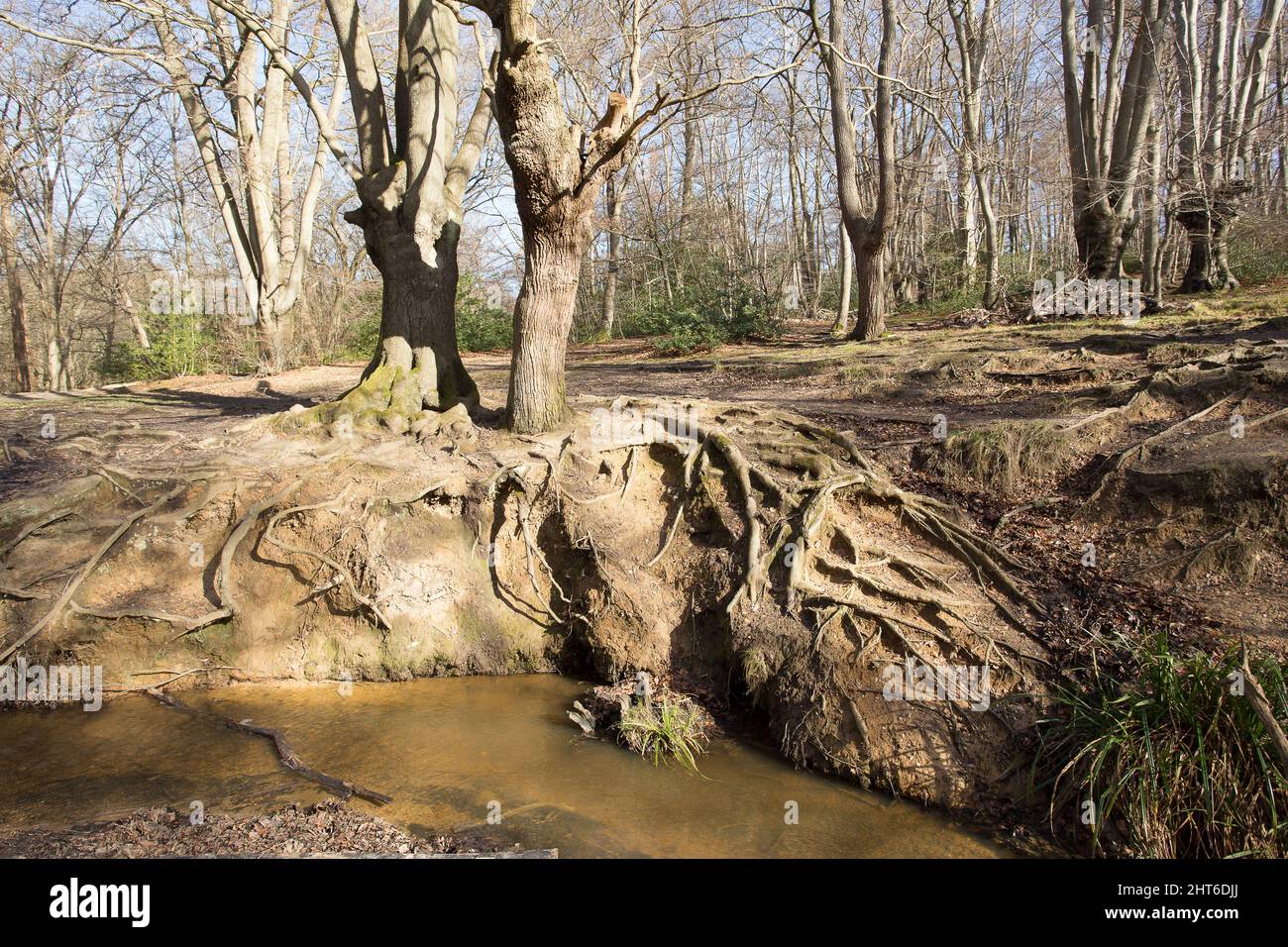 Brook new forest uk winter hi-res stock photography and images - Alamy