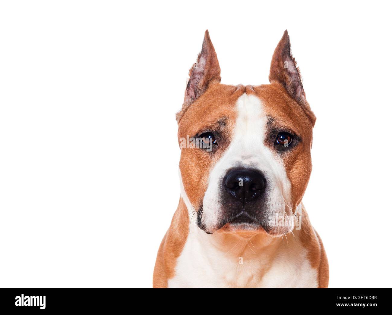 dog breed american staffordshire terrier brown color isolated on white ...
