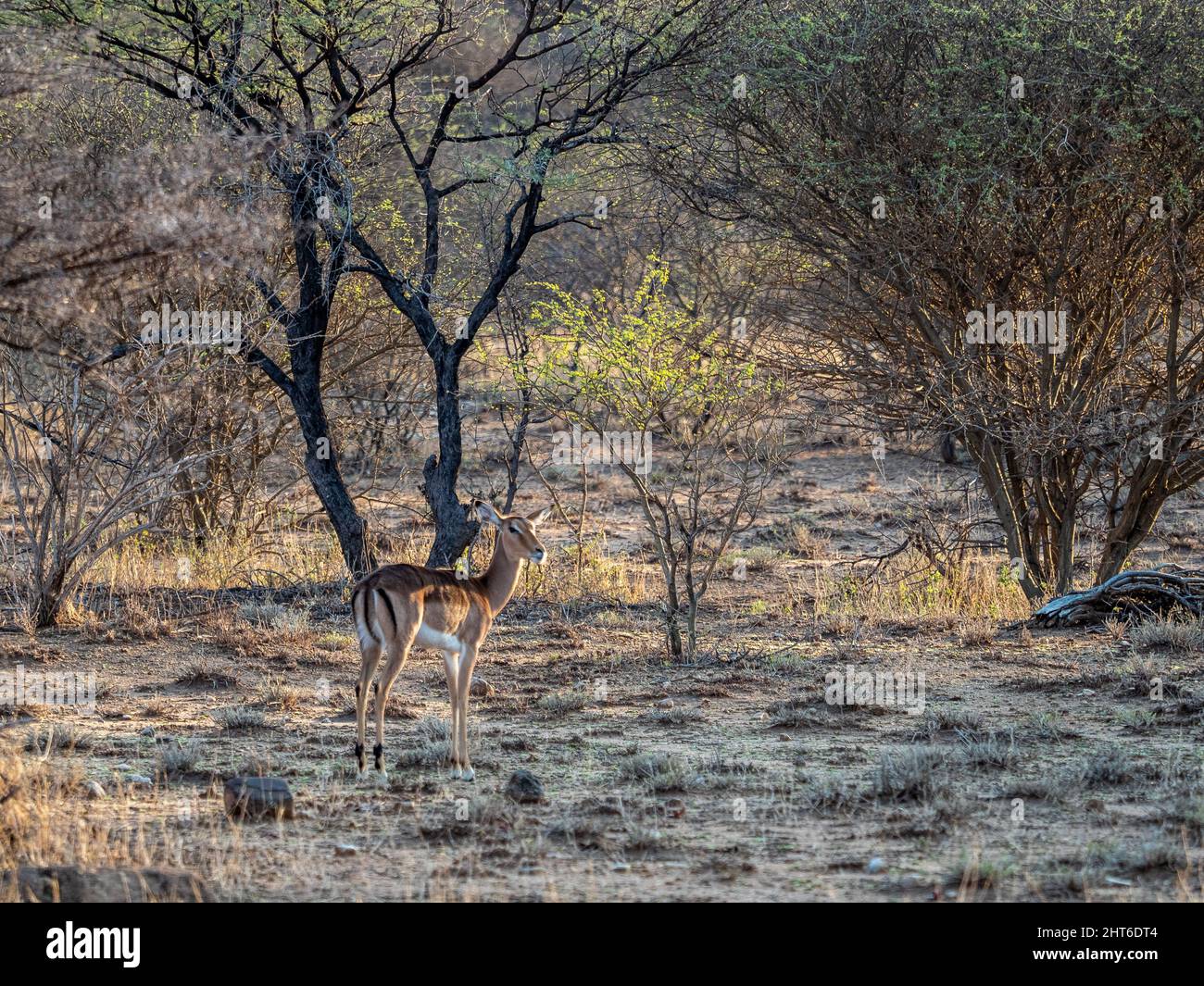 Closeup of a beautiful Springbok Stock Photo - Alamy