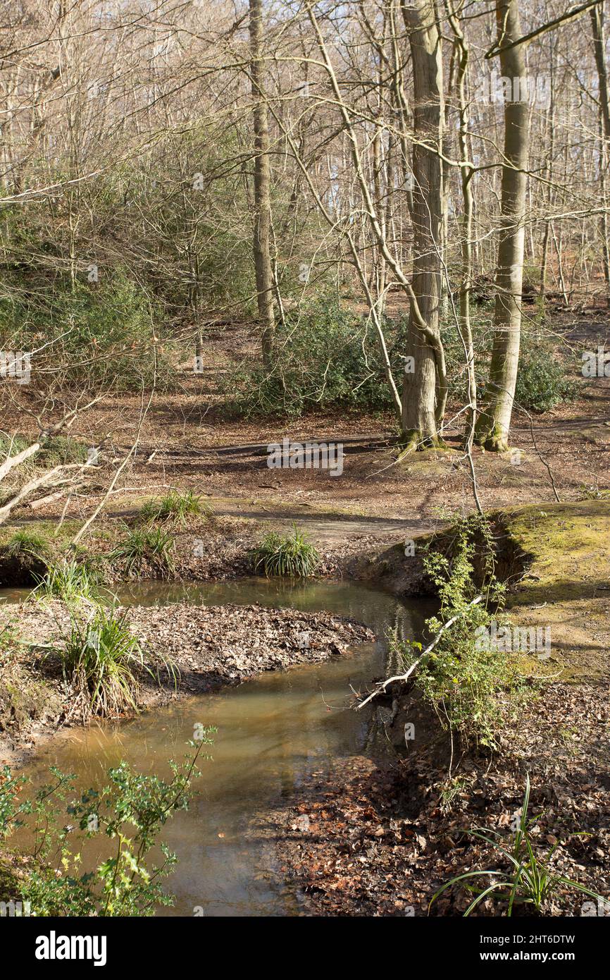 Loughton Brook High Resolution Stock Photography and Images - Alamy