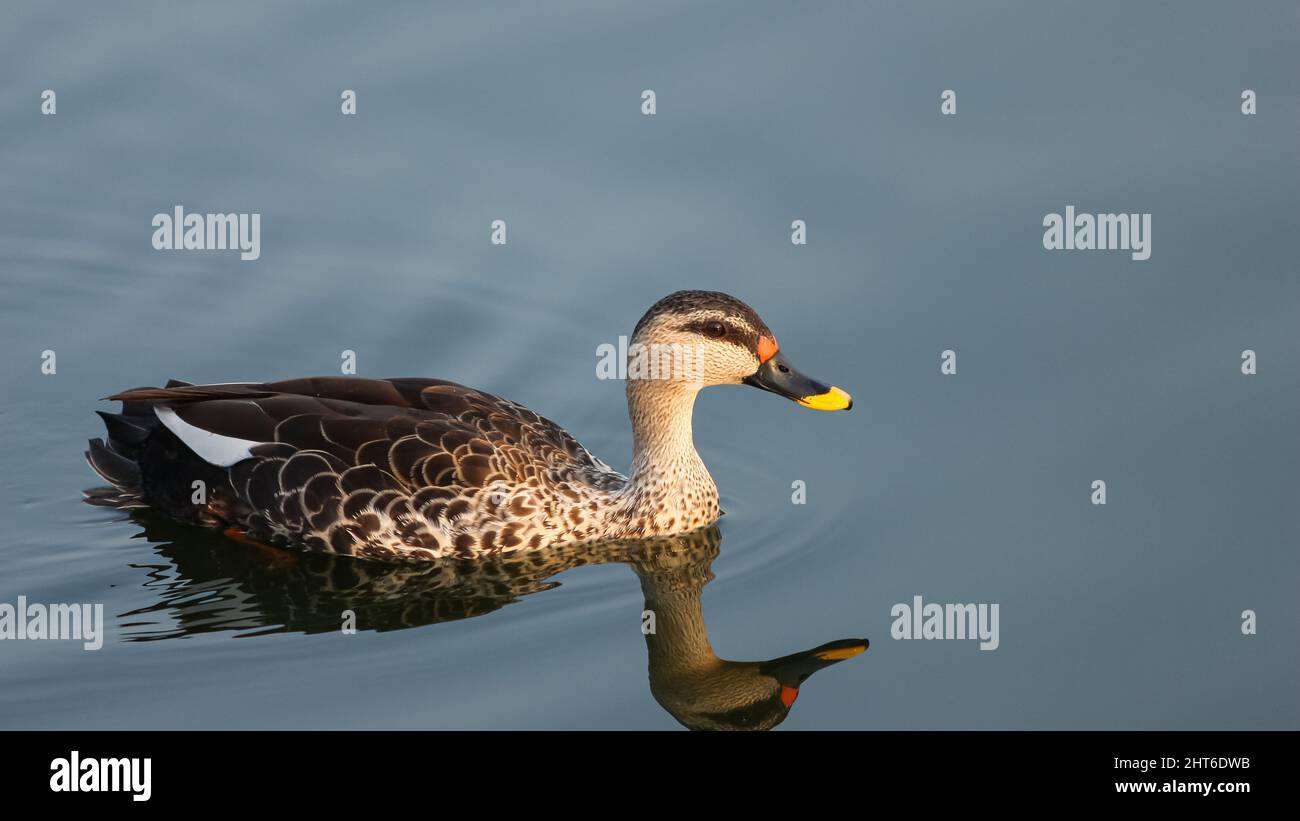 Closeup of an Indian spot-billed duck swimming in a lake Stock Photo ...