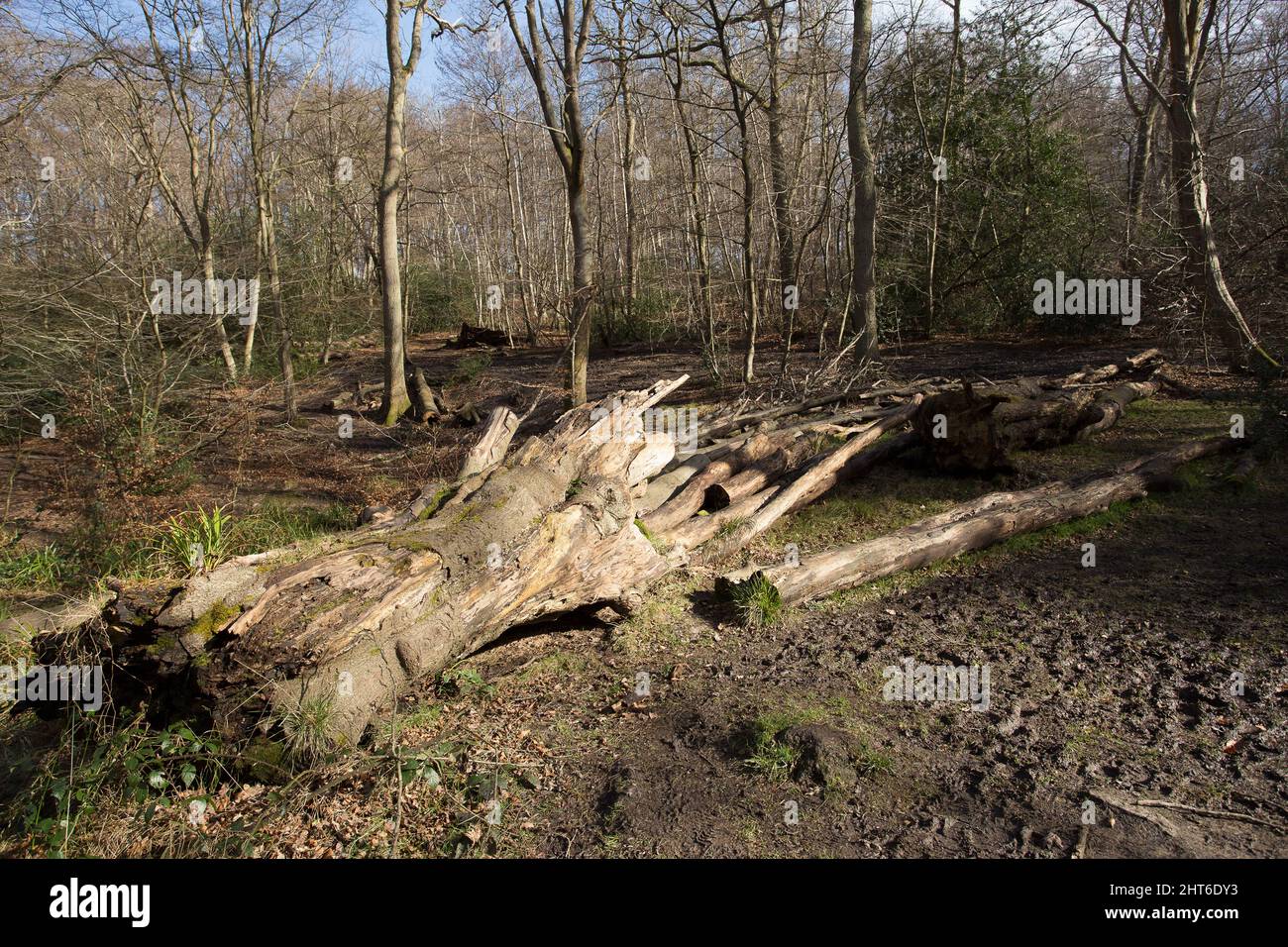 Epping Forest Essex England UK Stock Photo - Alamy