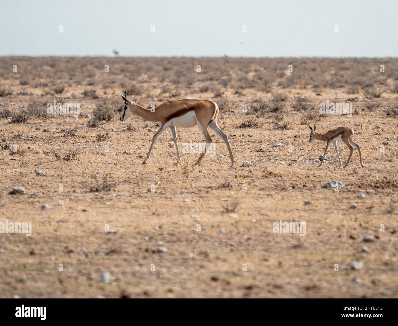 Closeup wild life hi-res stock photography and images - Alamy