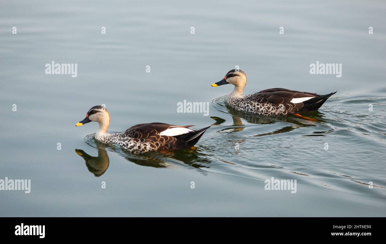 Indian spot bill ducks hi-res stock photography and images - Alamy