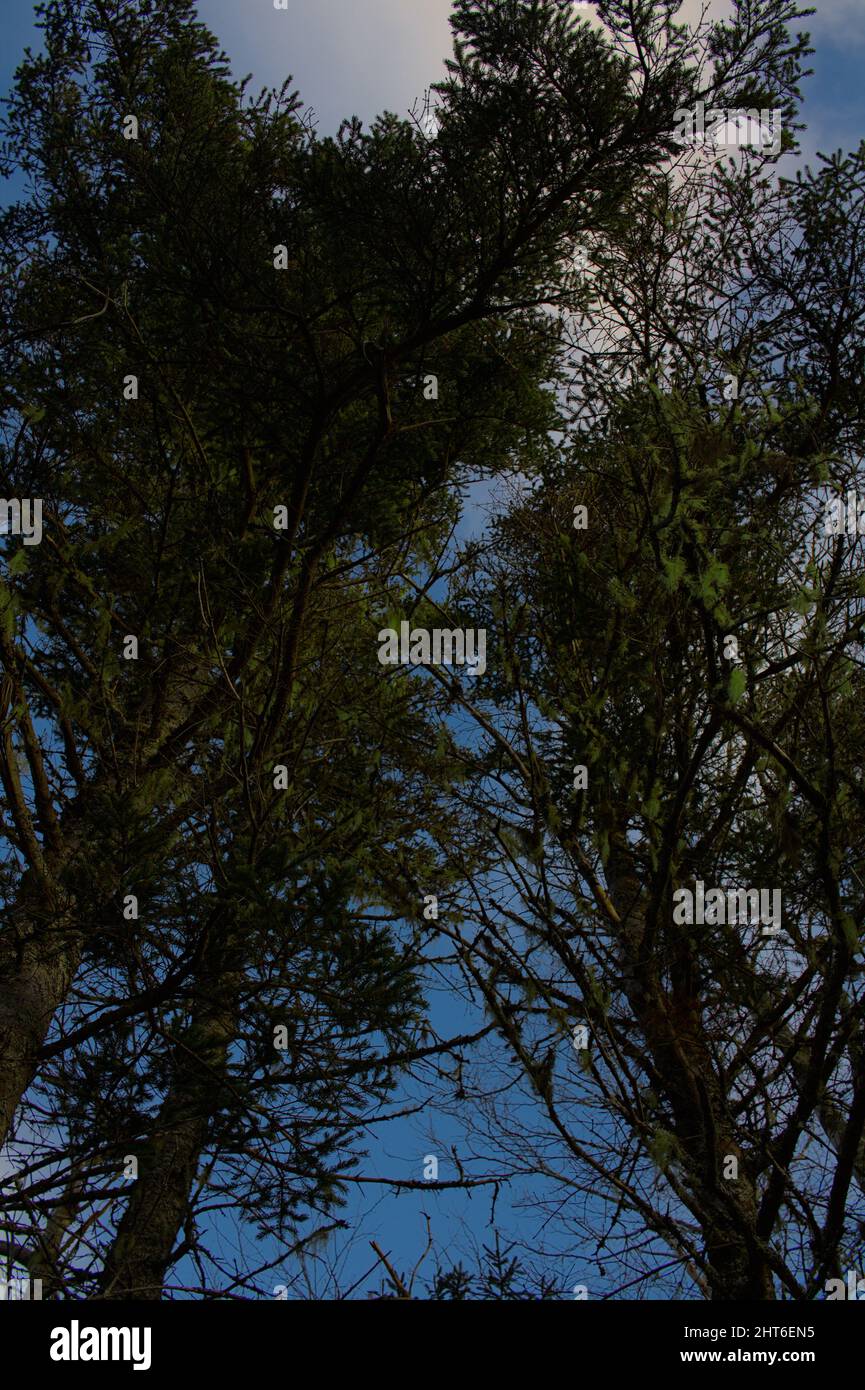 Vertical shot of trees in a forest Stock Photo - Alamy