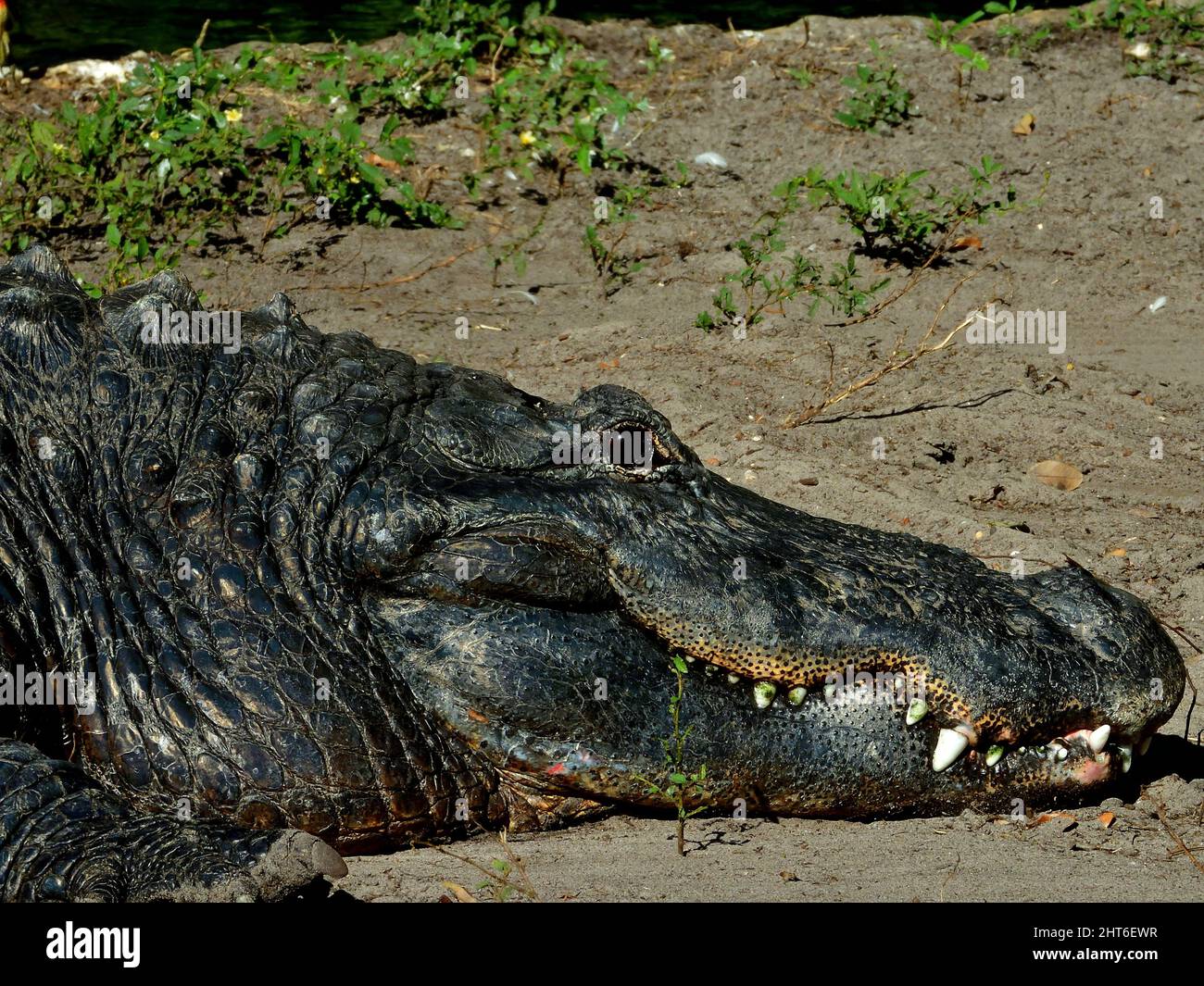 Closeup of an alligator laying down on the ground looking tired on a ...