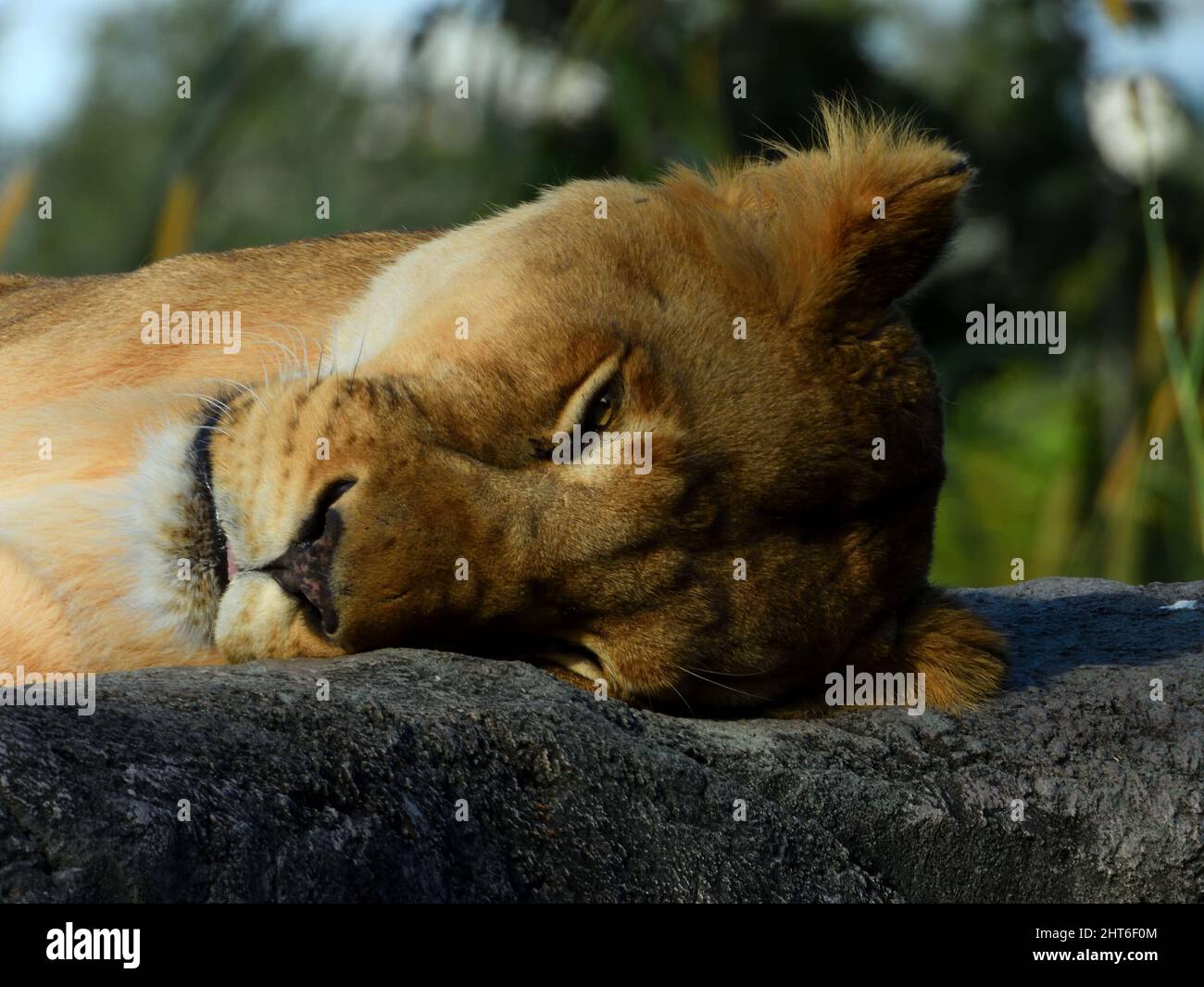 Closeup of a female lion laying down in a lazy manner looking adorable Stock Photo - Alamy