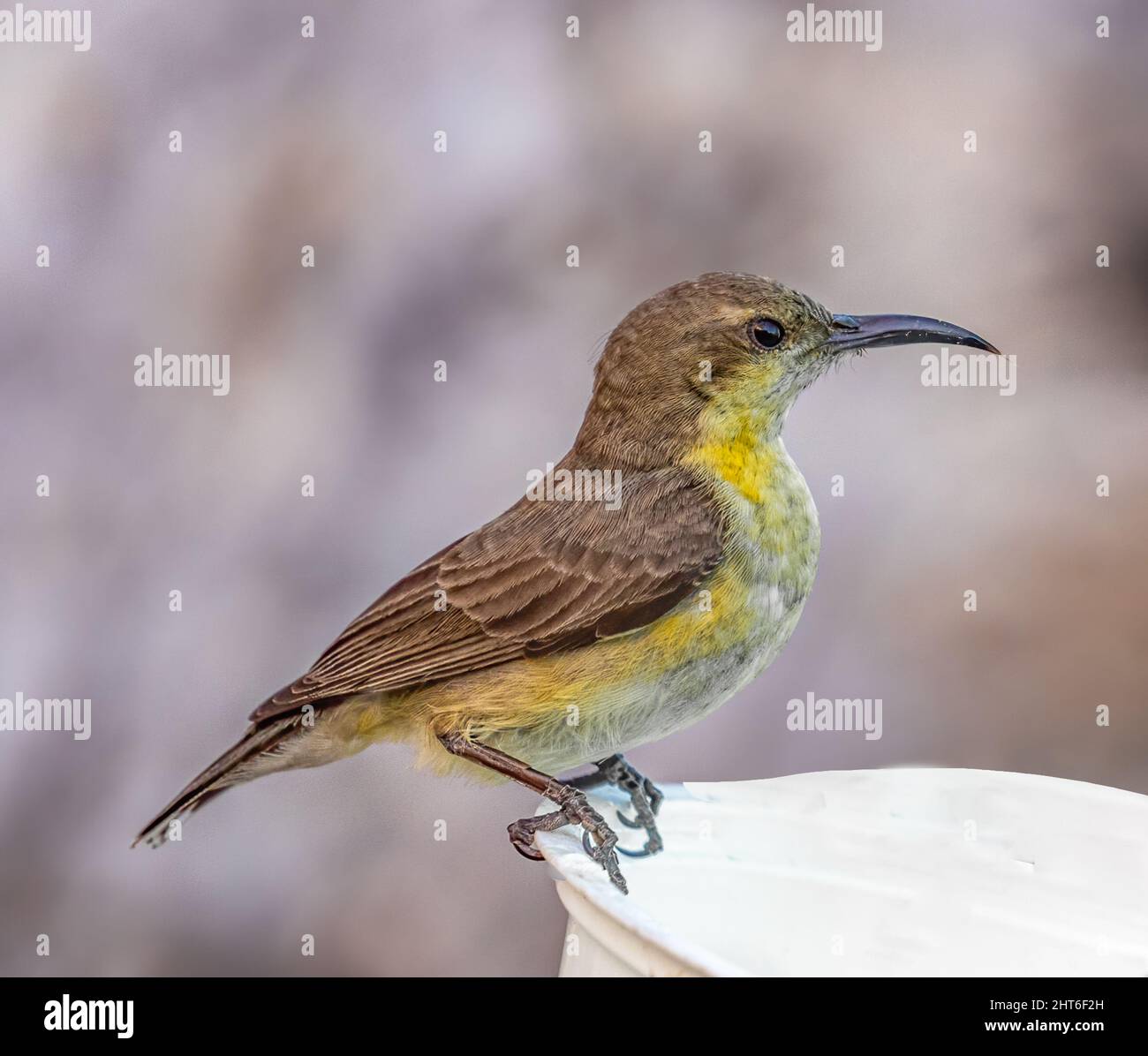 Closeup picture of an Olive-backed Sunbird sitting on a water pot ...