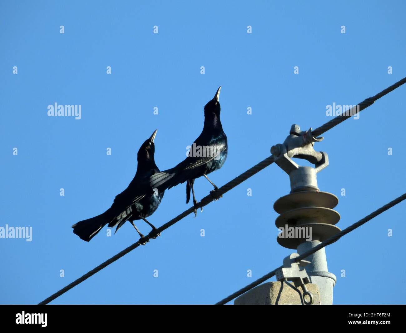 Black rook birds (corvus frugilegus) sitting under the blue sky on ...