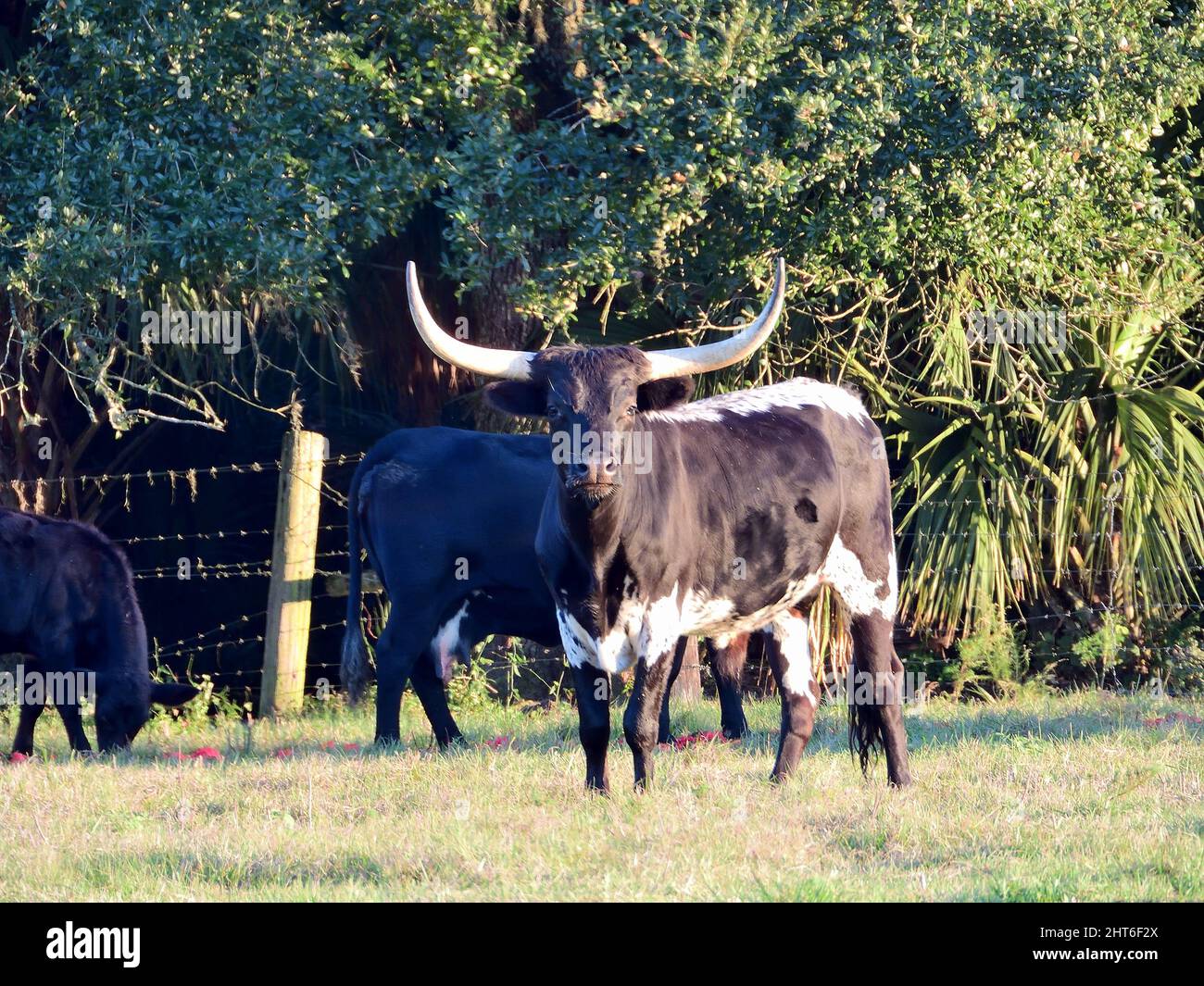 Texas Longhorn standing under a huge tree in the zoo with other animals ...