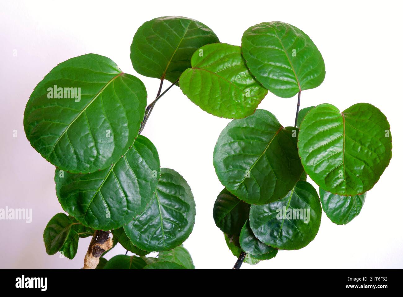 Polyscias hi-res stock photography and images - Alamy