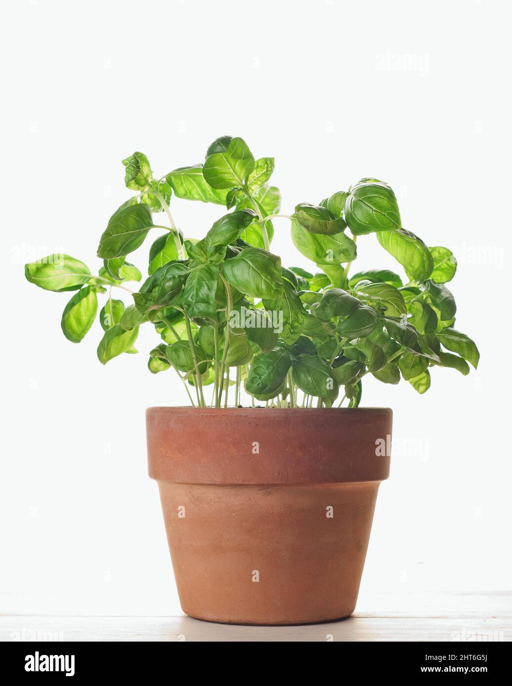 Closeup shot of small basil bush in clay pot on white background Stock ...