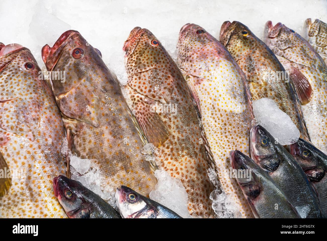 Fresh perch on an ice substrate in a supermarket Stock Photo - Alamy