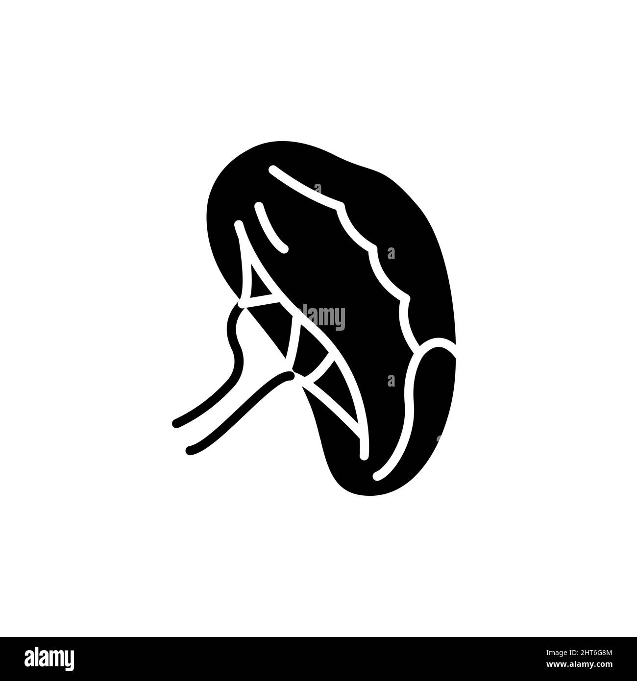 Spleen graphic vector vectors Black and White Stock Photos & Images - Alamy