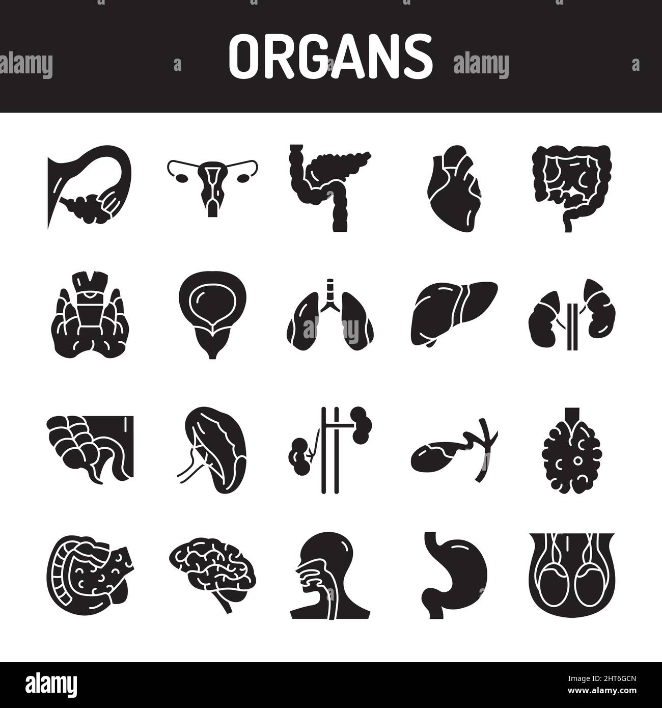 Body outline with organs Black and White Stock Photos & Images - Alamy