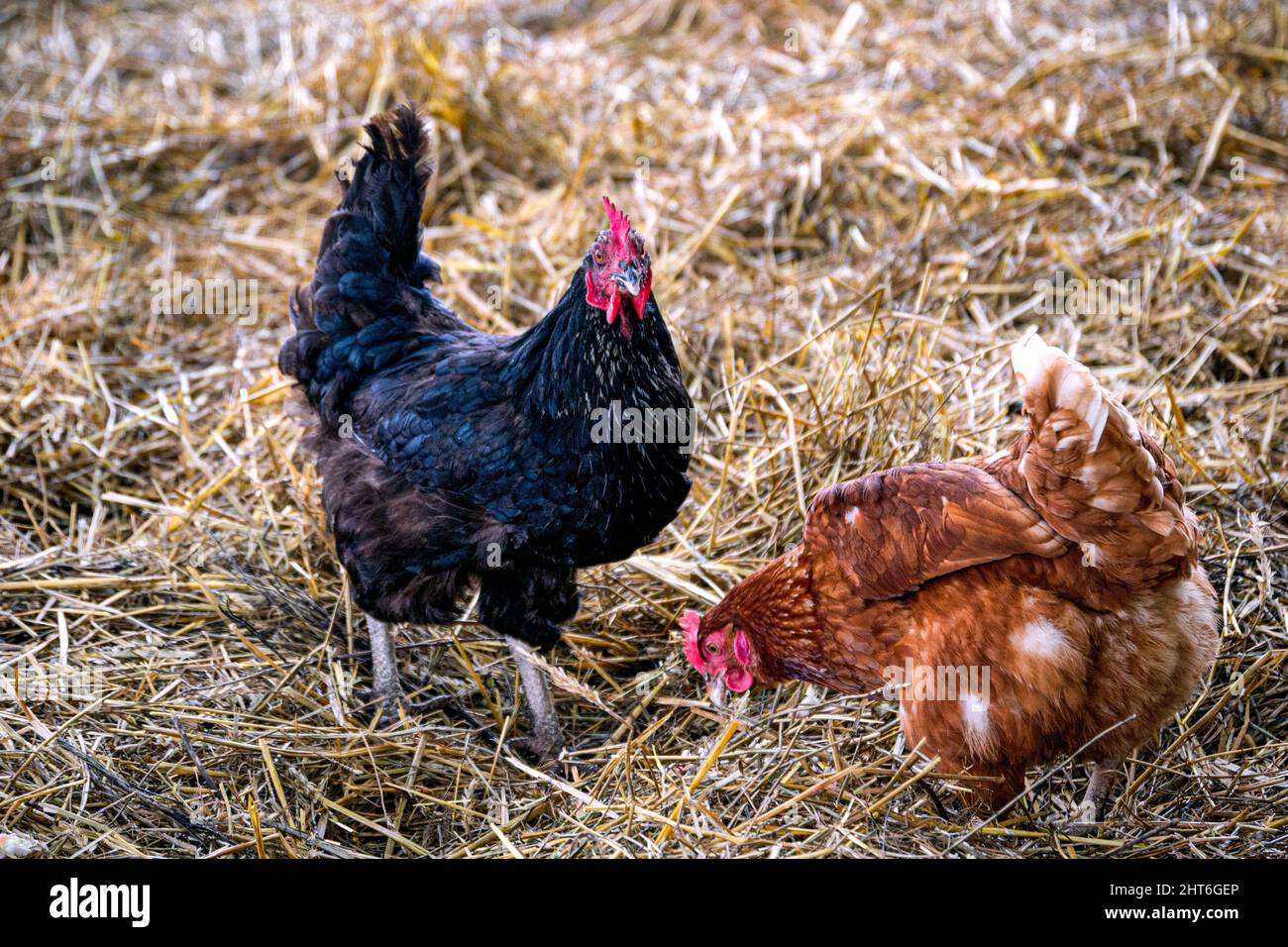 Two brown hens in hi-res stock photography and images - Alamy