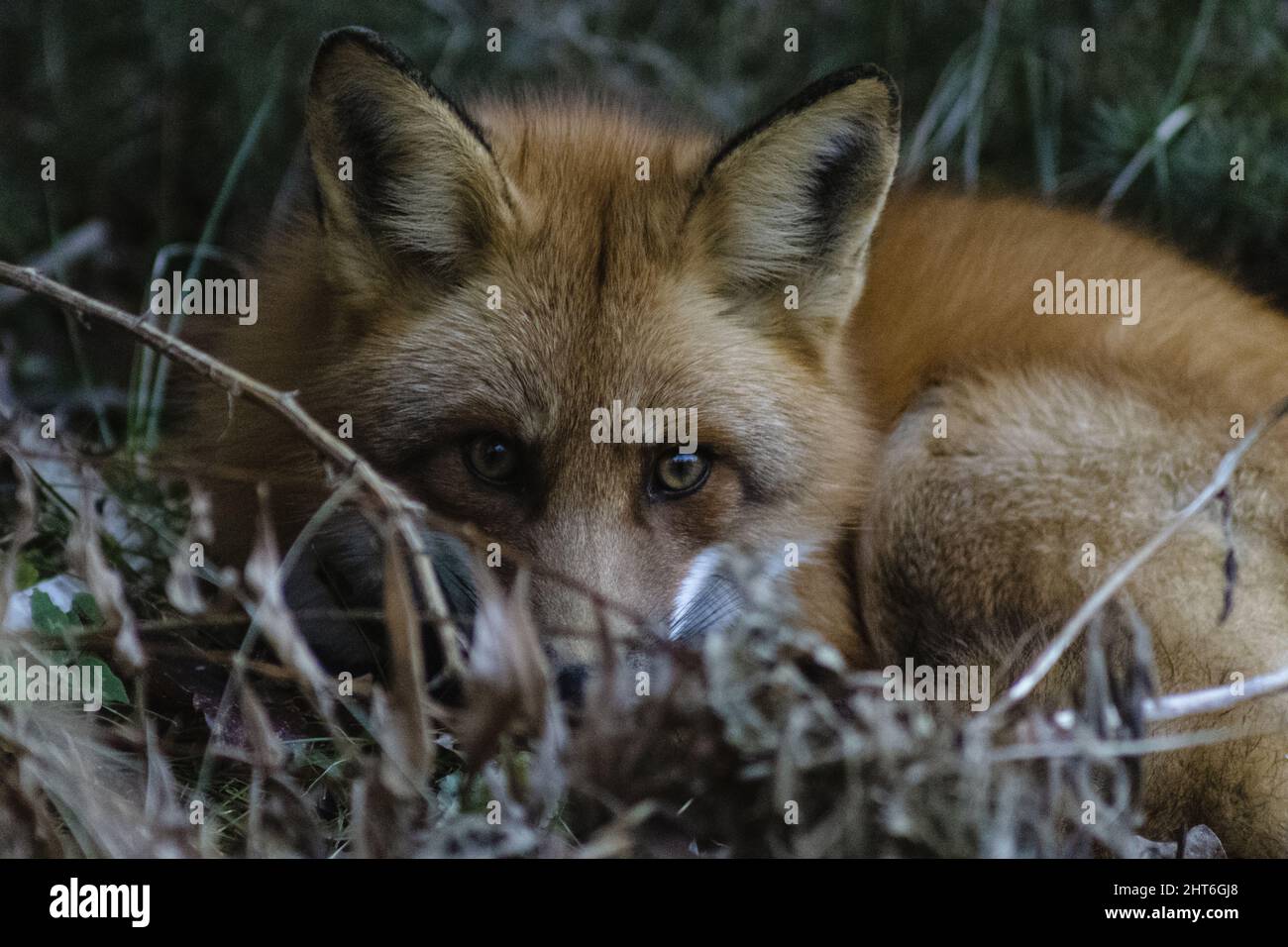 Close-up shot of a beautiful red fox resting and looking at the camera ...