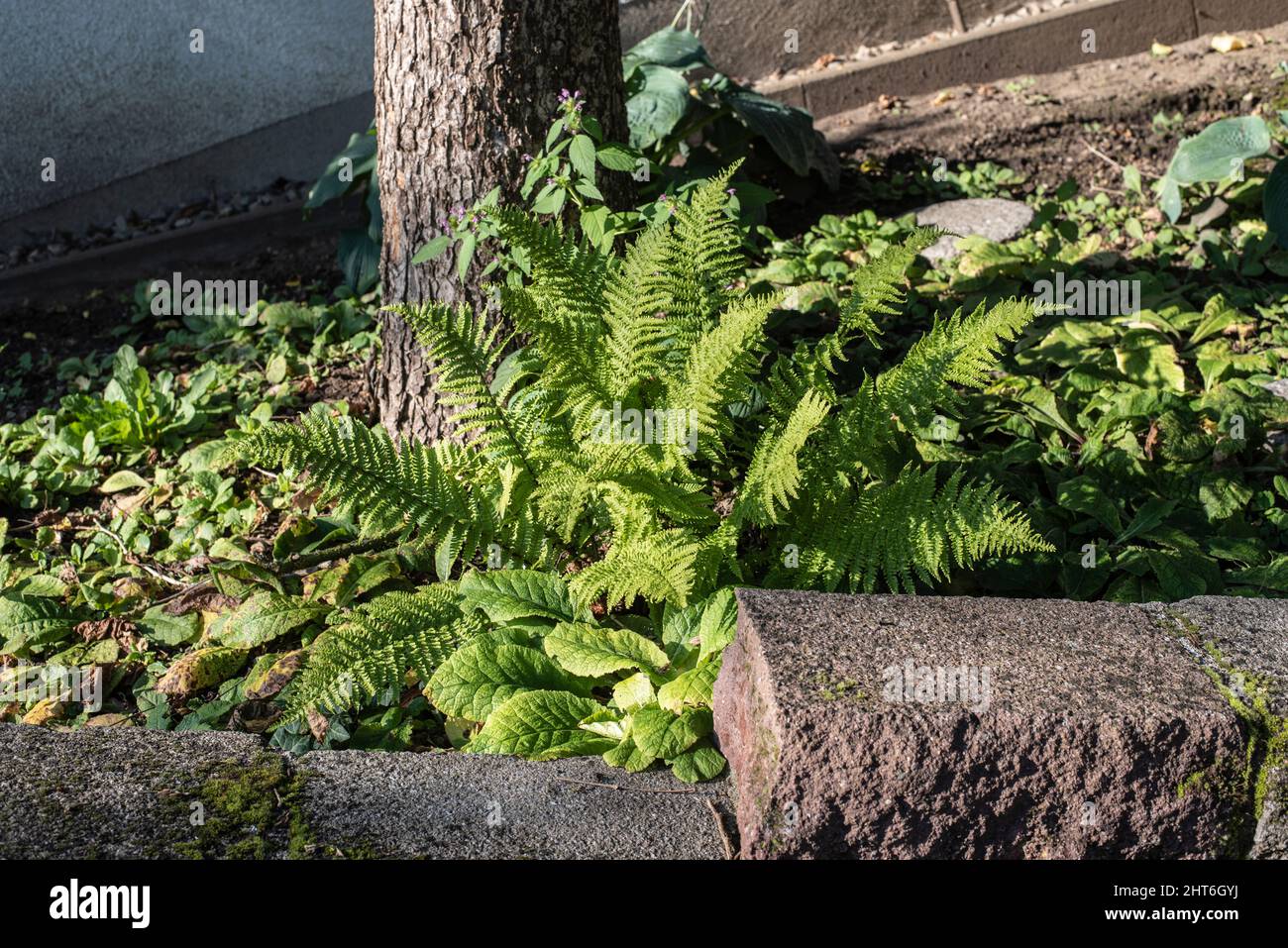 a fern bush growing in a garden next to a tree trunk Stock Photo - Alamy