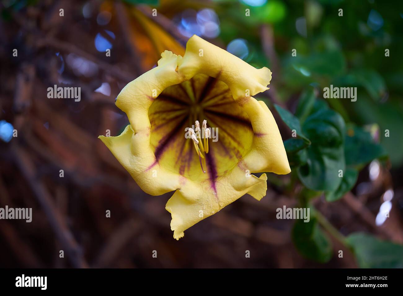 Solandra grandiflora hi-res stock photography and images - Alamy