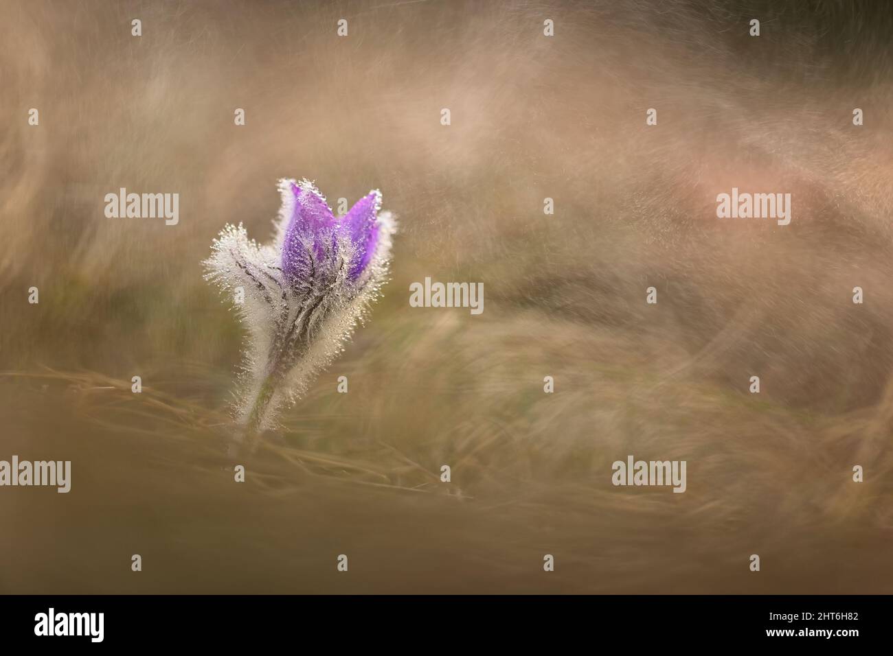 Beautiful nature background hi-res stock photography and images - Alamy