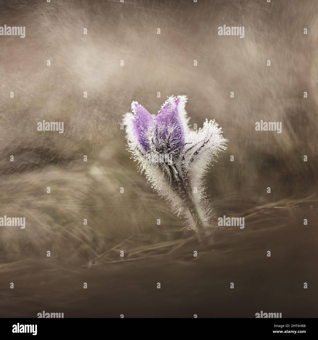 Beautiful nature background hi-res stock photography and images - Alamy