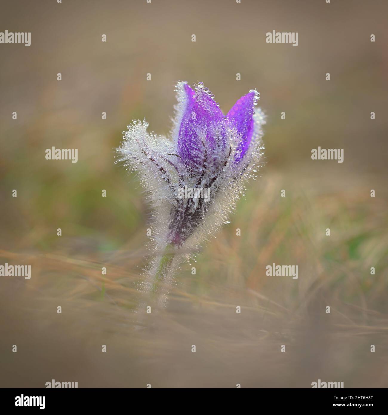 Beautiful nature background hi-res stock photography and images - Alamy