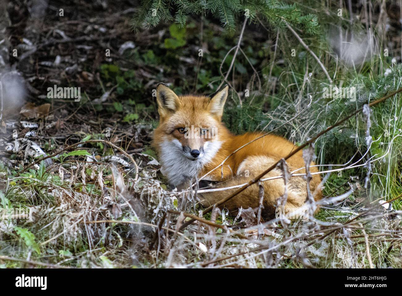 Beautiful red fox in the forest in Ontario, Canada Stock Photo - Alamy