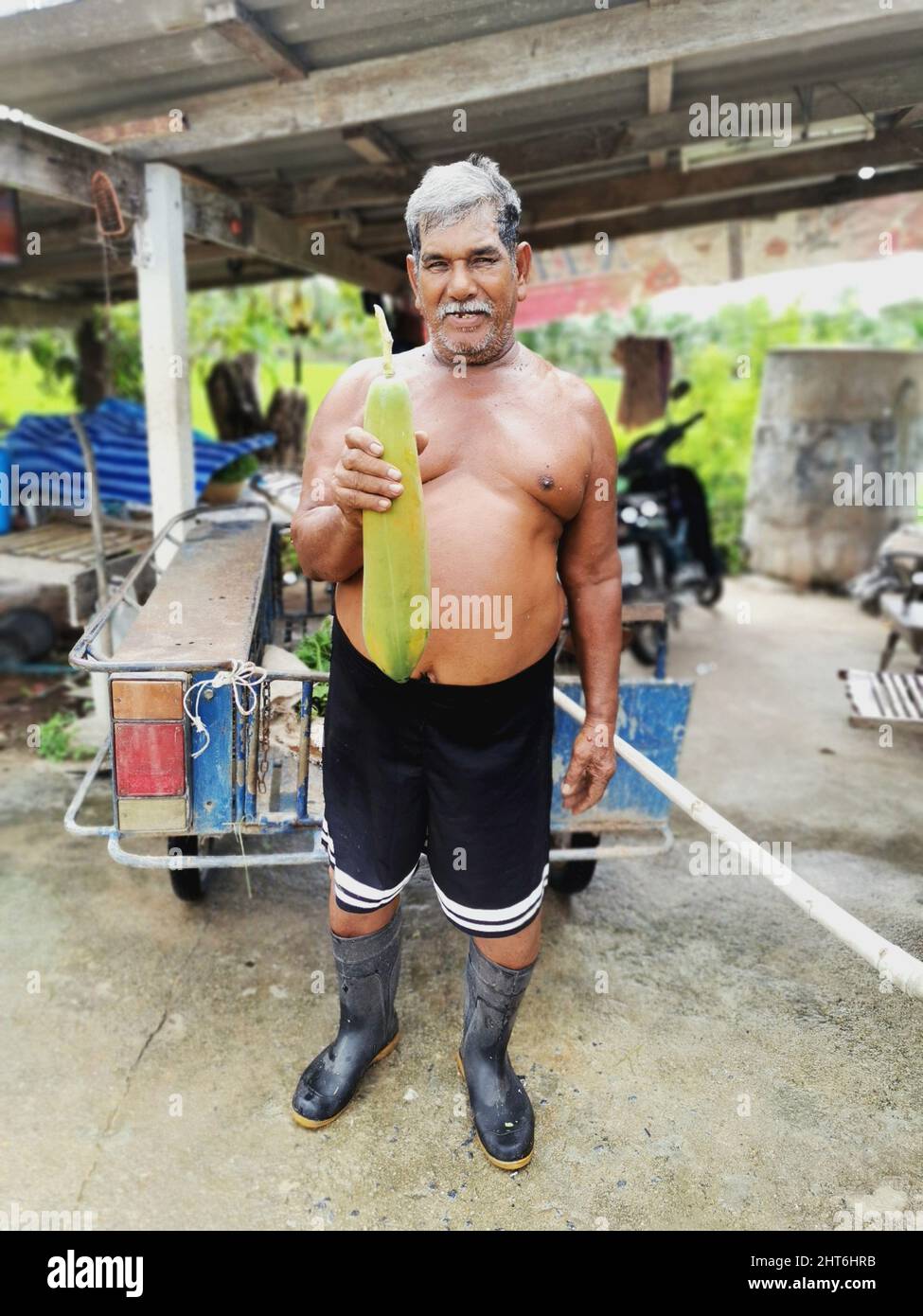Thai man farmer older people work harvesting and show plant and ...