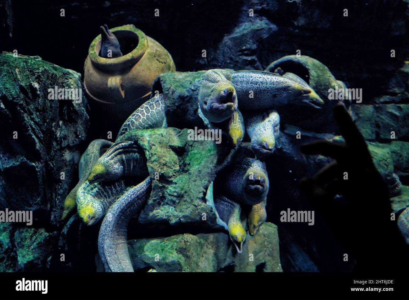 Group of blind eel fish in its natural habitat Stock Photo - Alamy