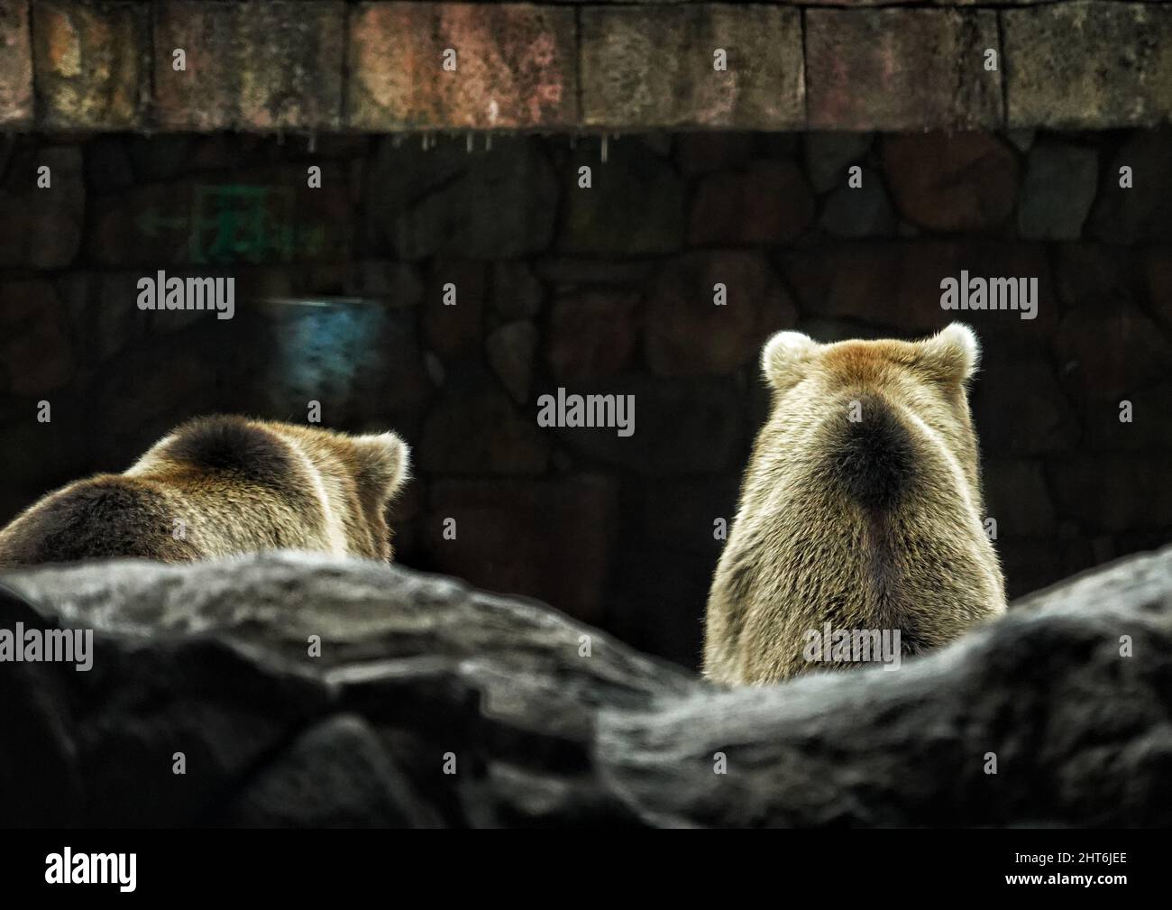 Back view of fluffy brown bears in the zoo Stock Photo - Alamy
